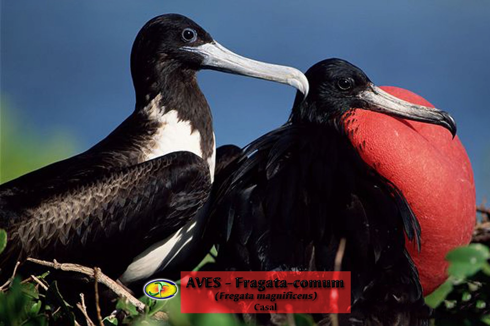 Zoologia: Fragata-comum (Fregata magnificens)